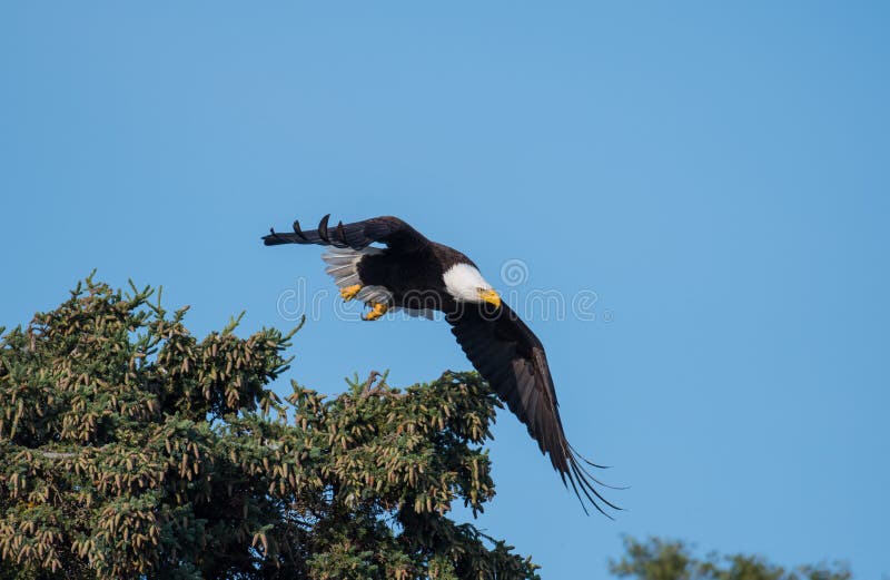 Bald Eagle Taking Flight from a Tree Stock Image - Image of national ...
