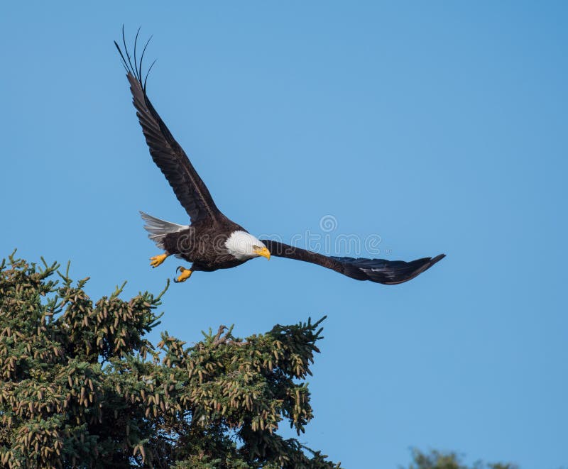Bald Eagle Taking Flight Tree Stock Photos - Free & Royalty-Free Stock ...