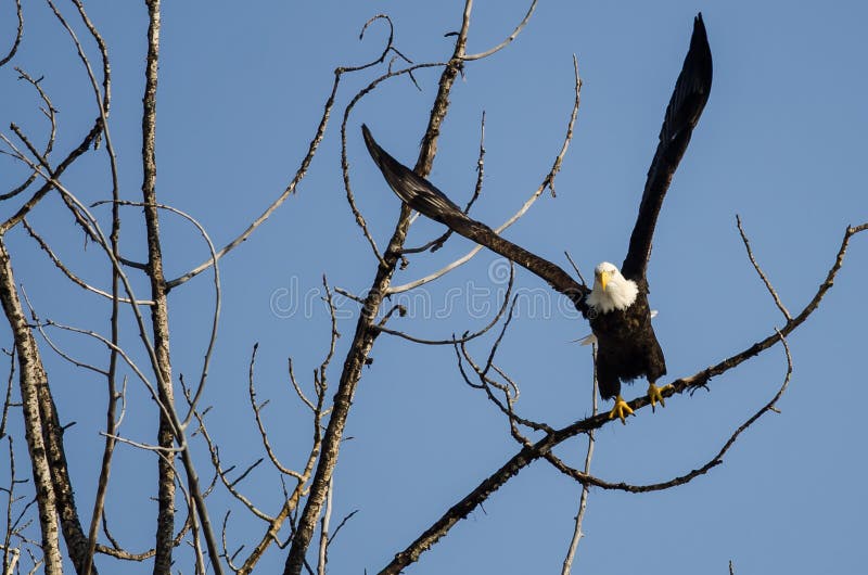 Bald Eagle Taking Flight Tree Stock Photos - Free & Royalty-Free Stock ...