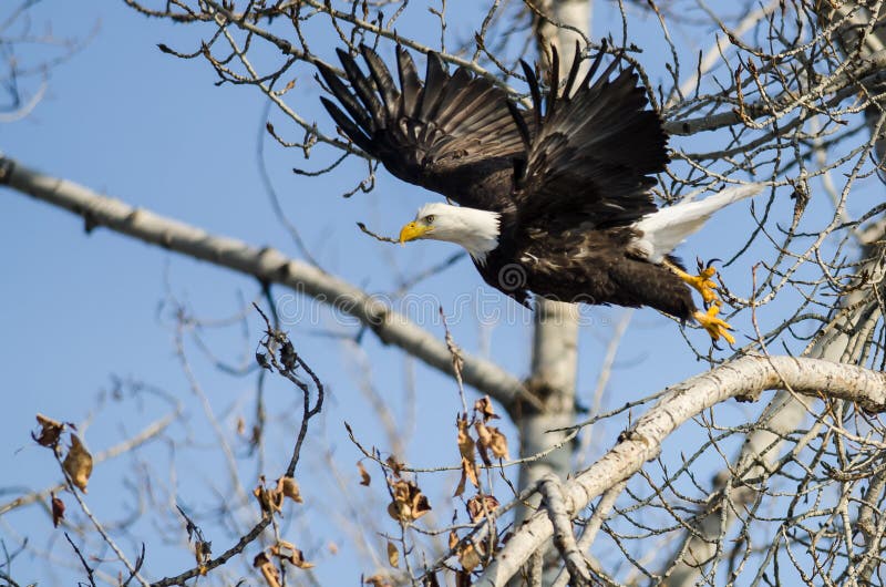 Bald Eagle Taking Flight Tree Stock Photos - Free & Royalty-Free Stock ...
