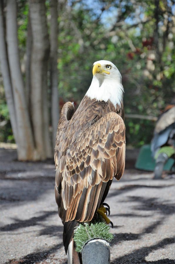 Bald Eagle at Tenerife Zoo Monkey Park Stock Image - Image of spreading ...