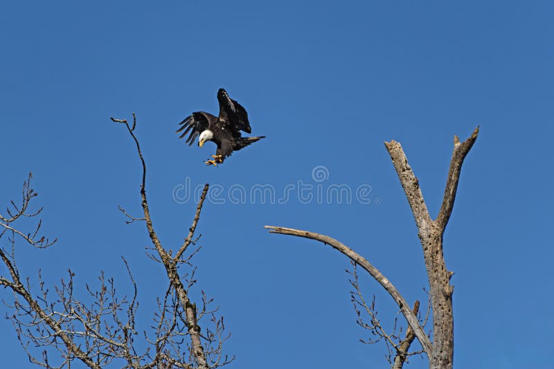 Bald Eagle Land Open Talons Stock Photos - Free & Royalty-Free Stock ...