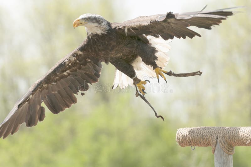 125 Bald Eagle Take Off Stock Photos - Free & Royalty-Free Stock Photos ...