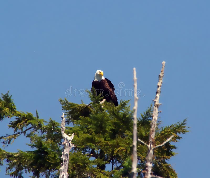 A Bald Eagle on Top of a Tree on a Summer Day. Stock Photo - Image of ...