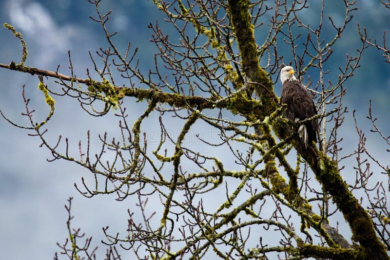 A Wild Bald Eagle Sits on a Moss Covered Branch in a Washington State ...