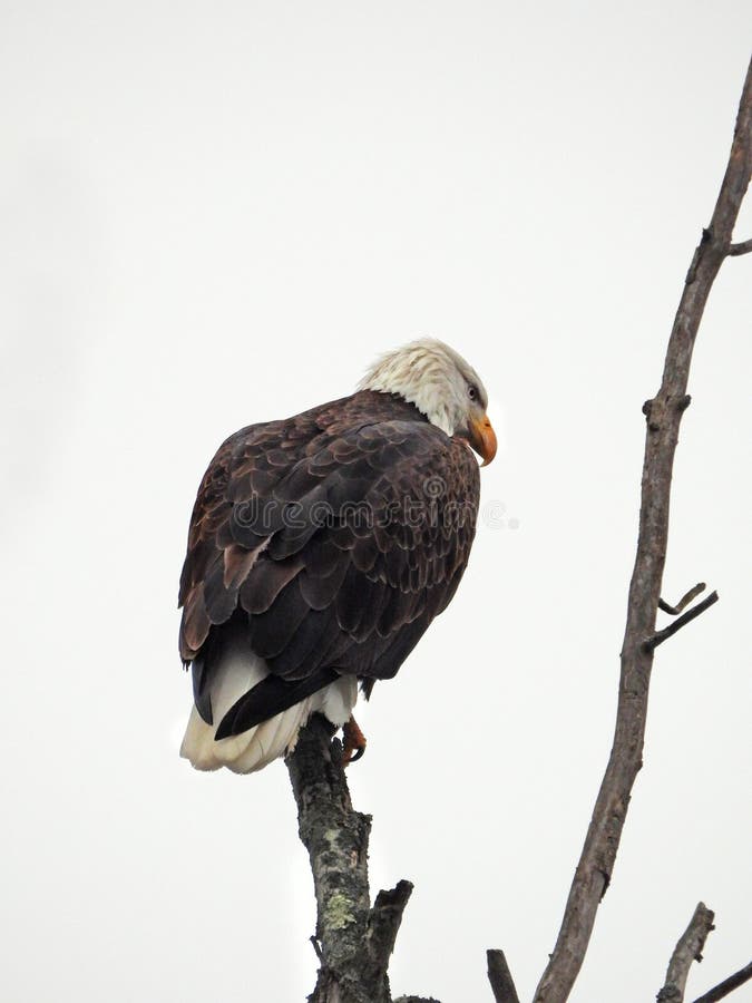 Bald Eagle on Tree Branch Facing Away Stock Image - Image of single ...