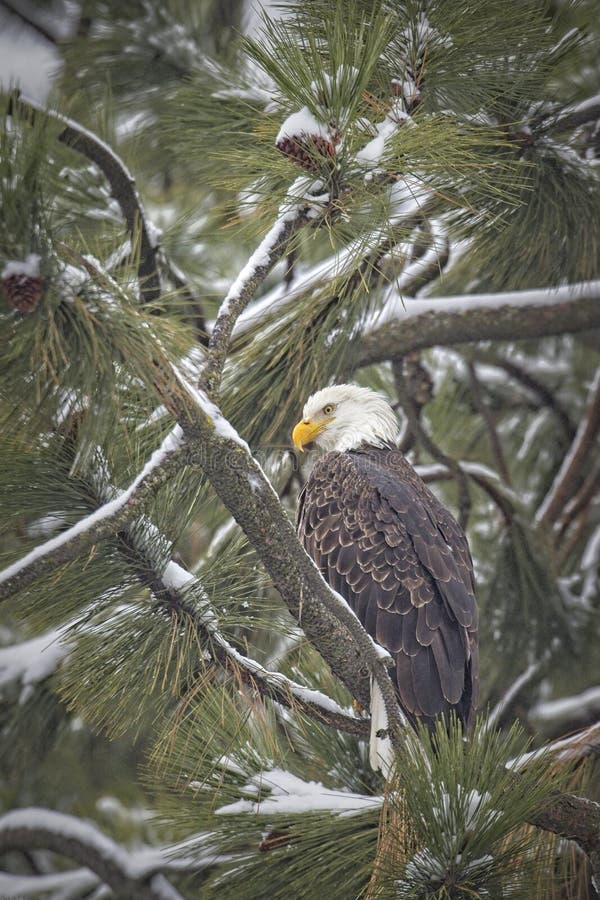 Bald Eagle in Tree Looking for Food Stock Image - Image of branch ...