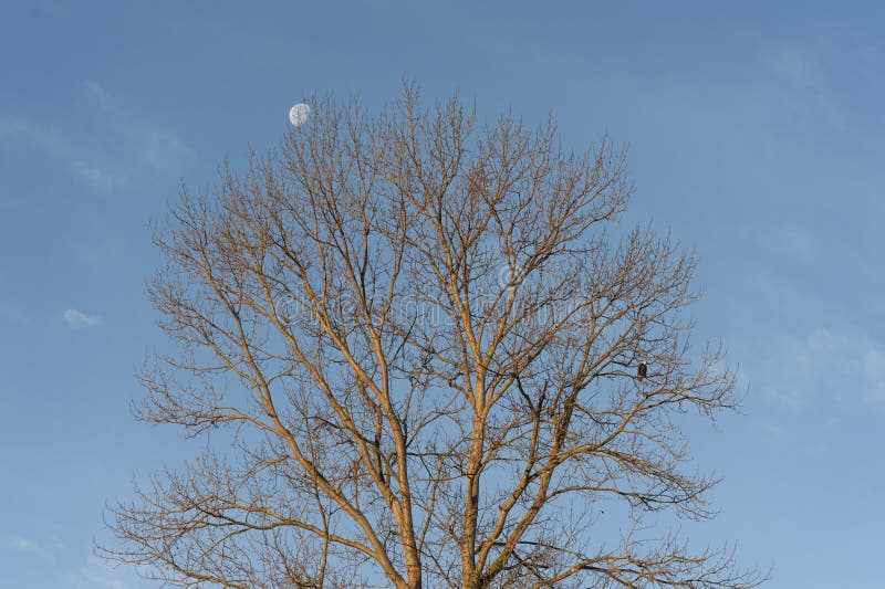 Bald Eagle in a Tree with the Moon in the Background. Stock Photo ...