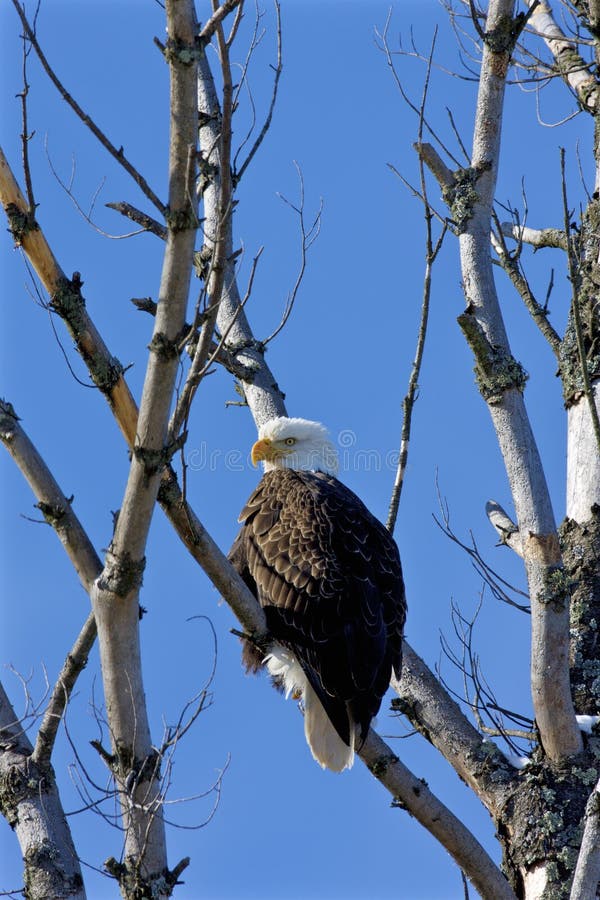 Bald Eagle in Tree 801298 stock image. Image of bald - 188427313