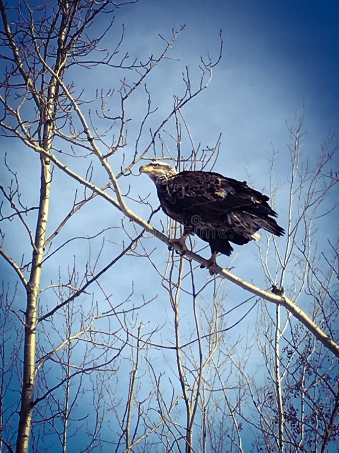 Bald Eagle in a Tree stock photo. Image of wild, wilderness - 156883198