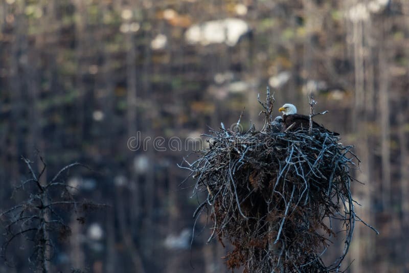 Bald Eagle tree top Nest stock photo. Image of nature - 96126436