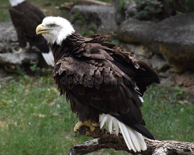 Bald Eagle at the Tulsa Zoo Stock Photo - Image of eagle, oklahoma ...