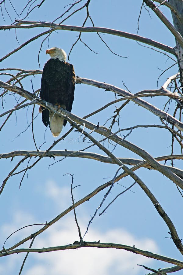 Bald Eagle Up on Ladder stock image. Image of food, winner - 1446683