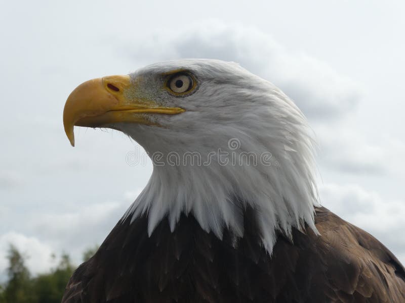 Bald Eagle Looking Out at the World Stock Image - Image of accipitridae ...