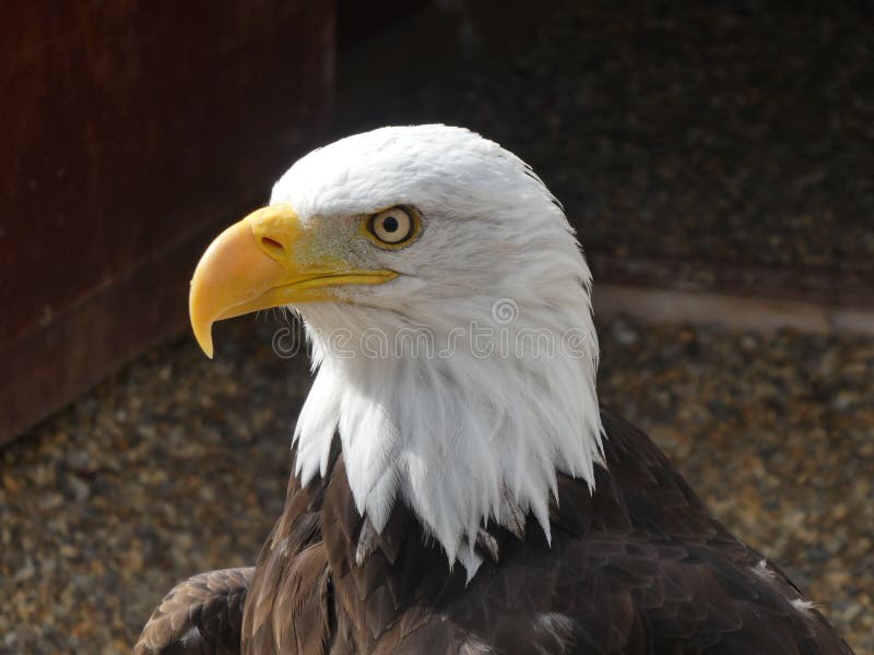 Bald Eagle Looking Out at the World Stock Image - Image of accipitridae ...