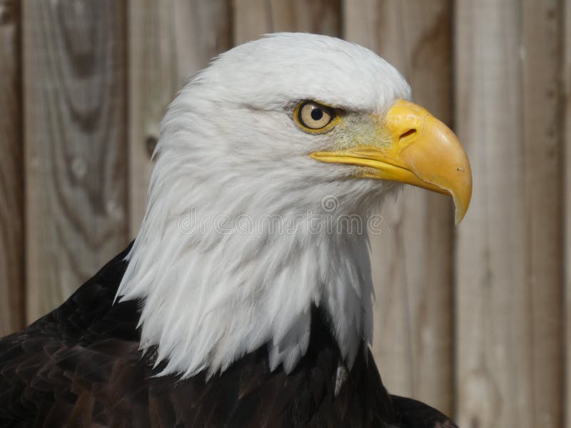 Bald Eagle Looking Out at the World Stock Image - Image of america ...