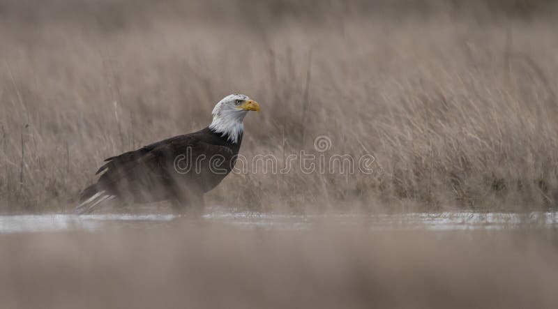Bald Eagle in Washington stock photo. Image of canada - 109877758