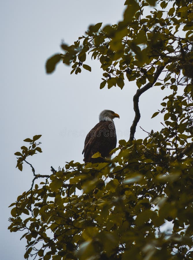 Bald Eagle, Washington, USA Stock Photo - Image of bald, enjoy: 166763932