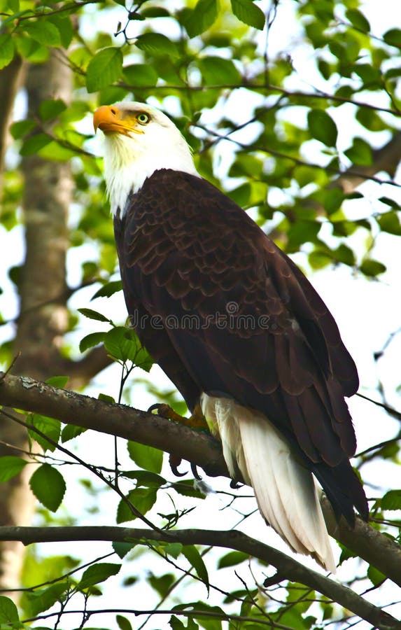 Bald Eagle stock image. Image of trees, eagle, bird, powerful - 58913949