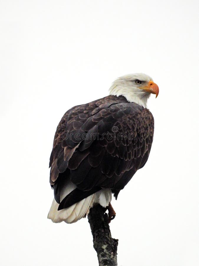 Bald Eagle on White Morning Sky Background Stock Image - Image of eagle ...