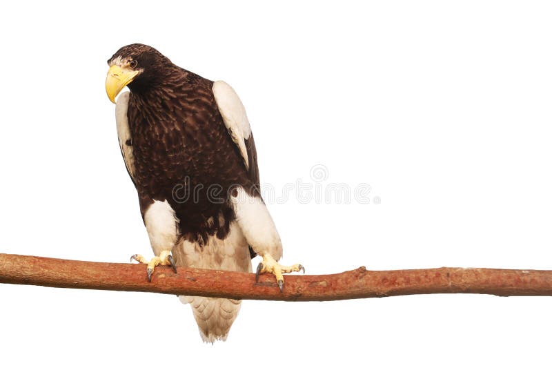 Bald Eagle on a White Background Stock Photo - Image of creature, close ...