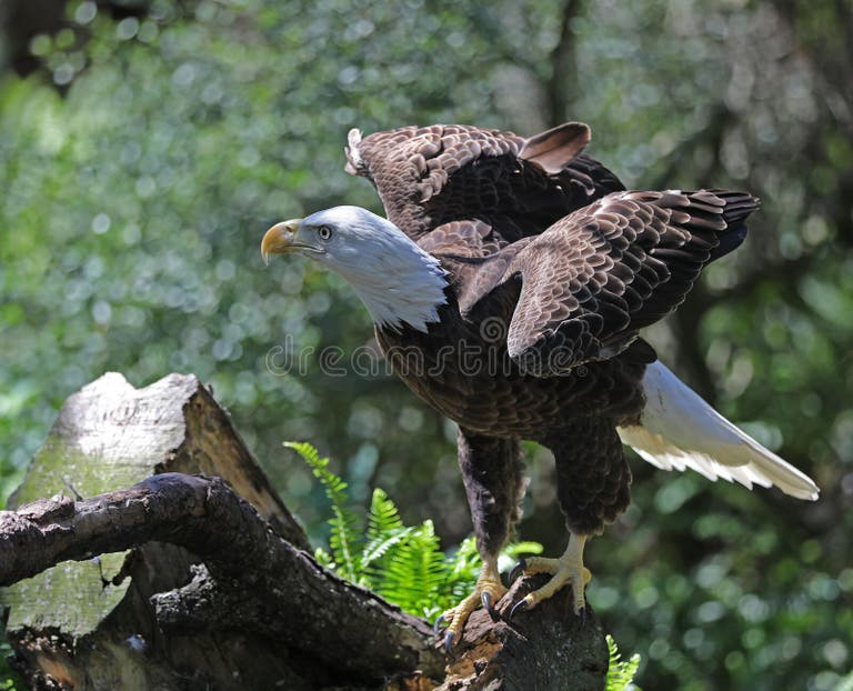 3,309 Eagle Out Stock Photos - Free & Royalty-Free Stock Photos from ...