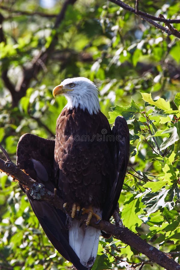 13,070 Bald Eagle Wings Stock Photos - Free & Royalty-Free Stock Photos ...