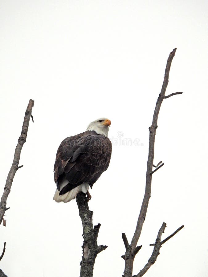 Bald Eagle on Winter Tree Branch in Early Morning Stock Image - Image ...
