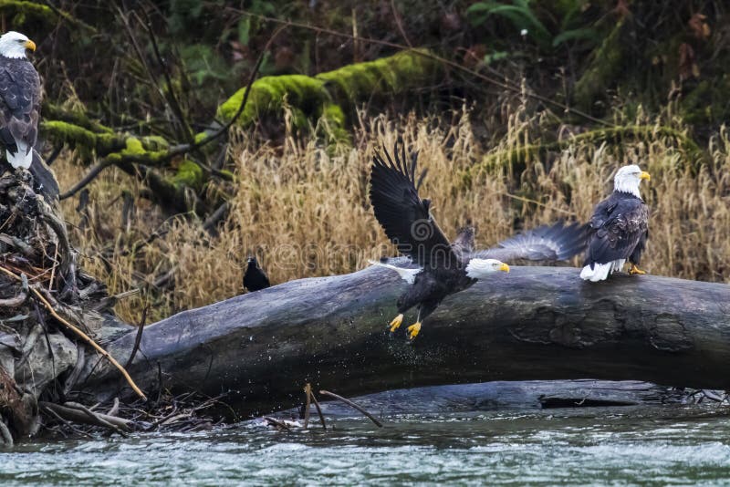 Bald Eagle on a Wood Branch Stock Photo - Image of osprey, outdoor ...