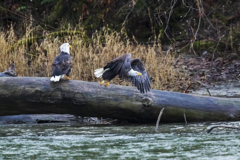 Bald Eagle on a Wood Branch Stock Image - Image of outdoor, osprey ...