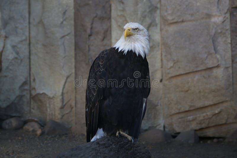 Bald eagle in the zoo. stock image. Image of leucocephalus - 233810087