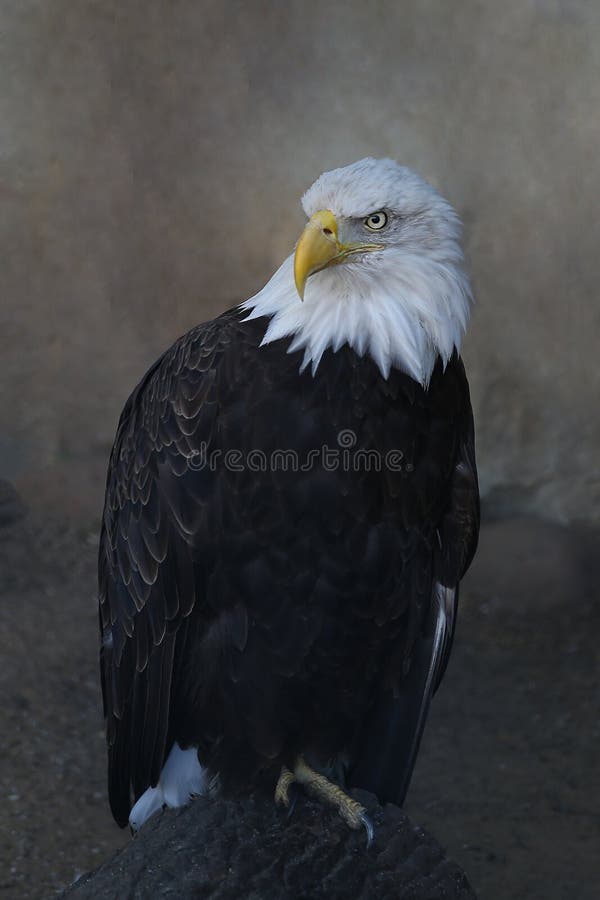 Bald eagle in the zoo. stock image. Image of bald, griffon - 233810713
