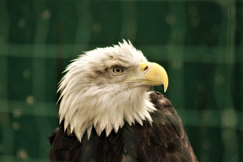 Bald Eagle at the Zoo stock photo. Image of head, looking - 100912050