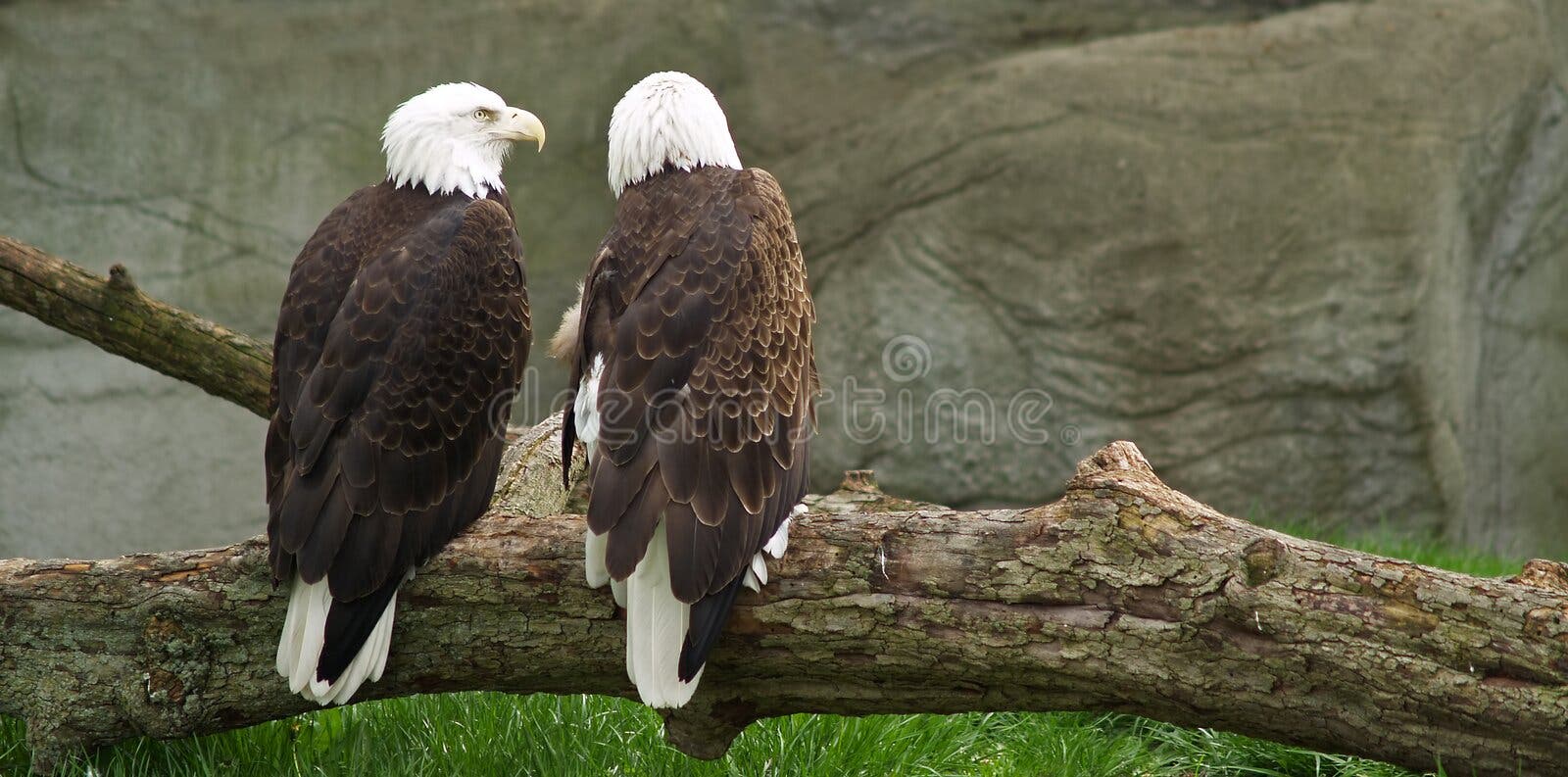 1,680 Two Eagles Stock Photos - Free & Royalty-Free Stock Photos from ...