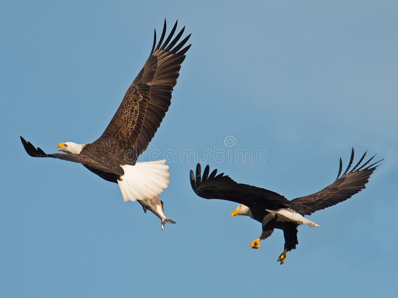 3,795 Bald Eagles Stock Photos - Free & Royalty-Free Stock Photos from ...