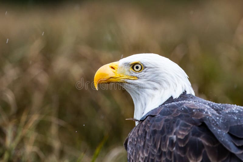 A Bald Eagles Head and Yellow Beak Stock Image - Image of bald, drops ...