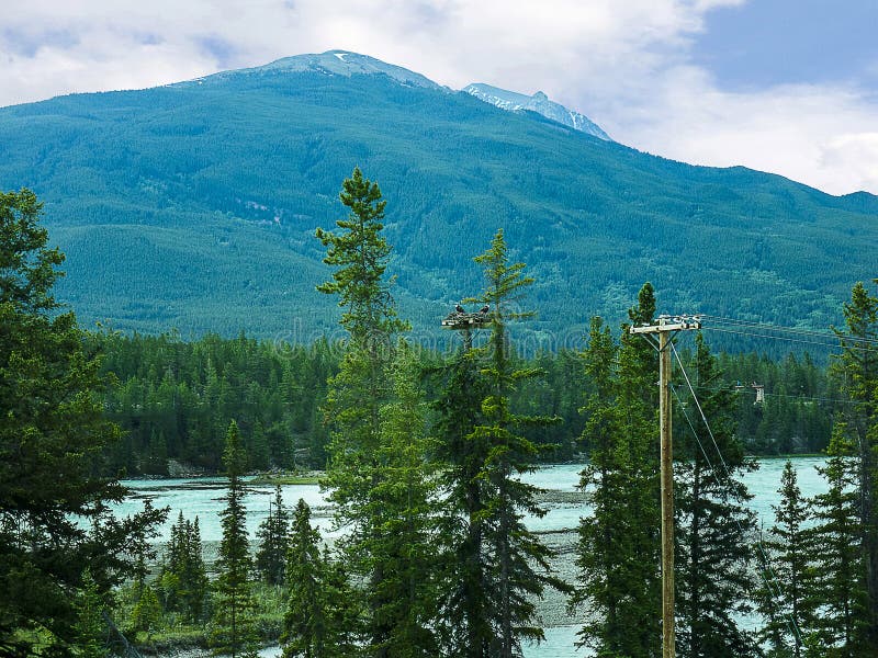 Bald Eagle Nesting Platform Stock Photos - Free & Royalty-Free Stock ...