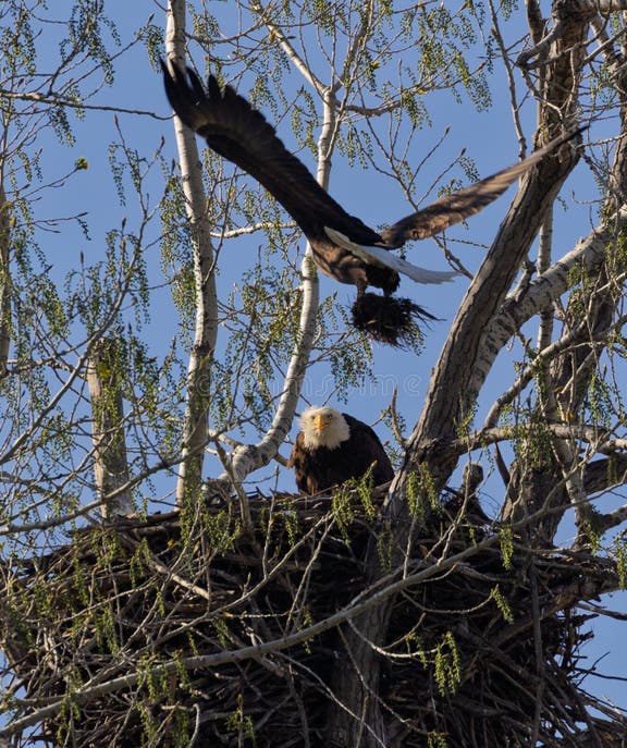Bald Eagles Nesting and Soaring in Nature with Eaglet Watching Stock Photo - Image of nesting ...