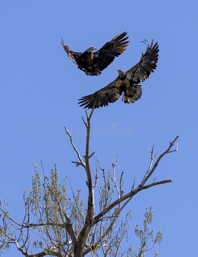 Bald Eagles Soaring Above Tree in Clear Blue Sky Stock Image - Image of ...