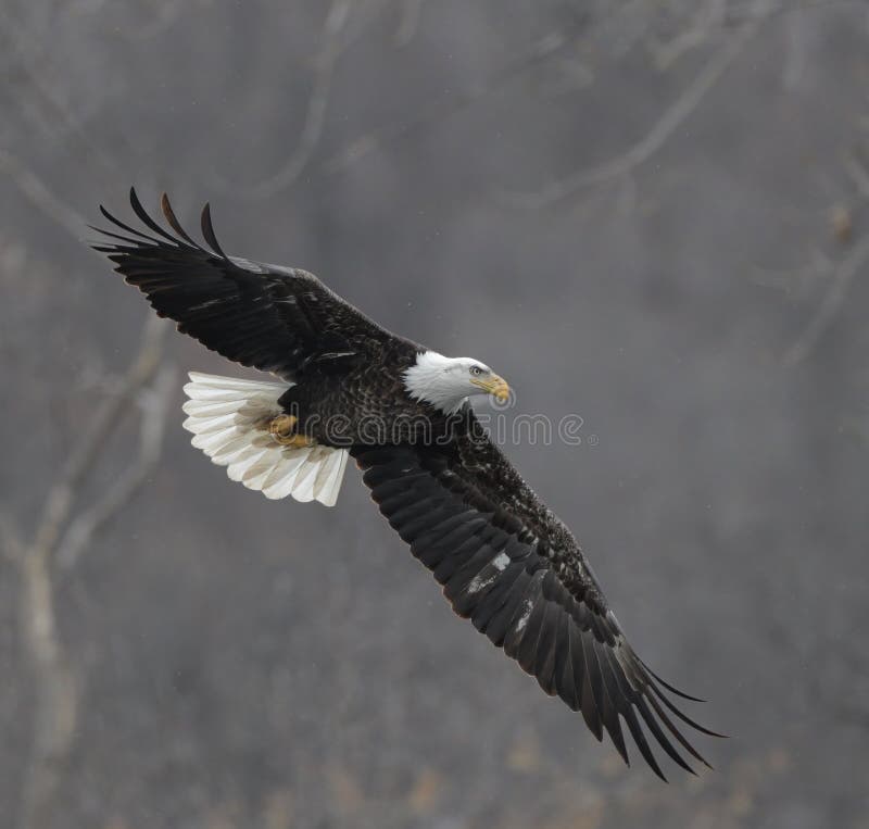 Bald Eagle Soaring through Snow Stock Image - Image of eagle, flight ...