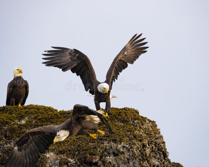 117 Bald Eagle Take Off Photos - Free & Royalty-Free Stock Photos from ...