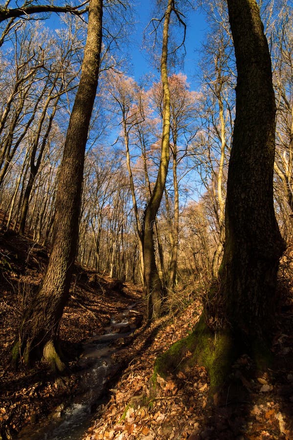 Sunshine on Bald Rock Heritage Preserve Stock Image - Image of ...