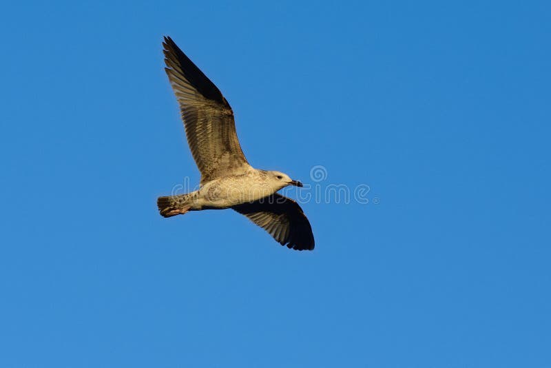 Bald Gull stock image. Image of dawn, wings, feather - 95379601