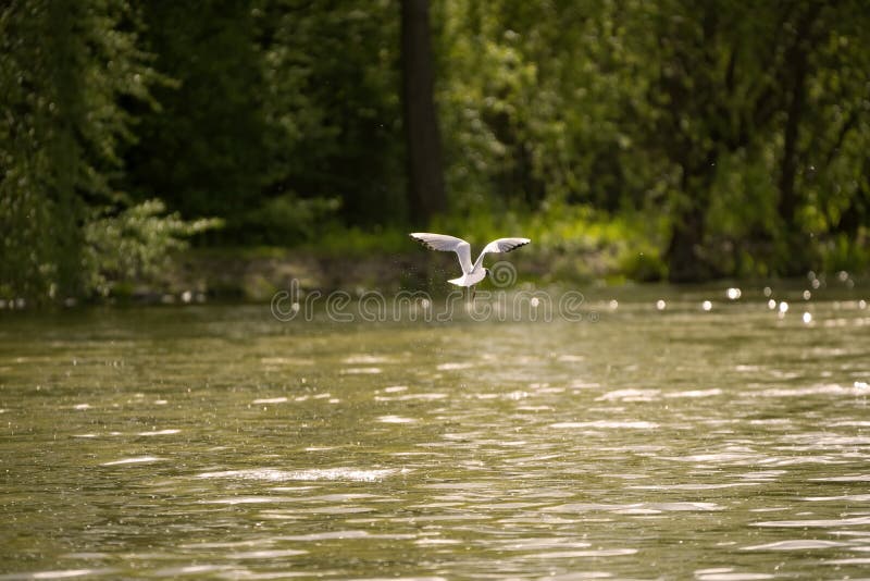 Bald gull in the wild stock photo. Image of seagull - 219130986