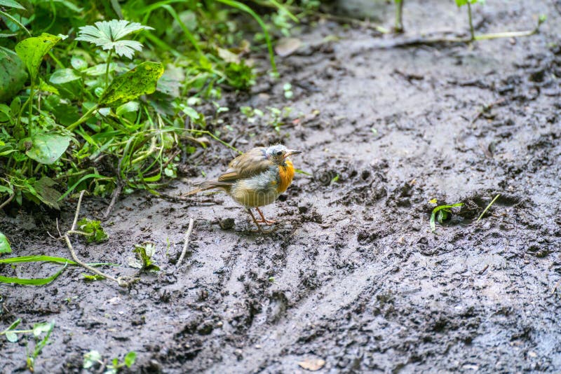 Bald Headed Juvenile Robin Standing on a Muddy Path Stock Image - Image ...