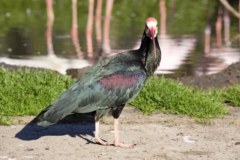 Bald Ibis, Geronticus Calvus, is Threatened with Extinction Stock Image ...
