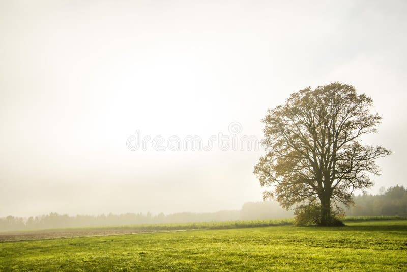Bald Lime Tree in Fog in Autumn Stock Image - Image of haze, fields ...