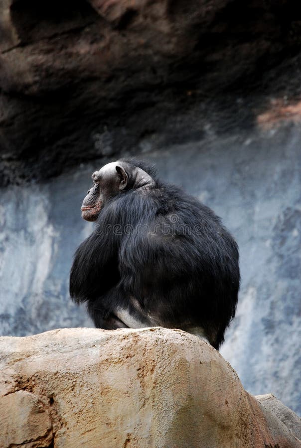 Hairless Chimpanzee National Geographic