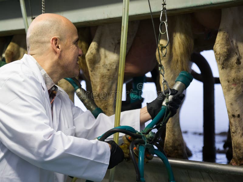 Male Technician in Barn with Automatical Cow Milking Machines Stock ...
