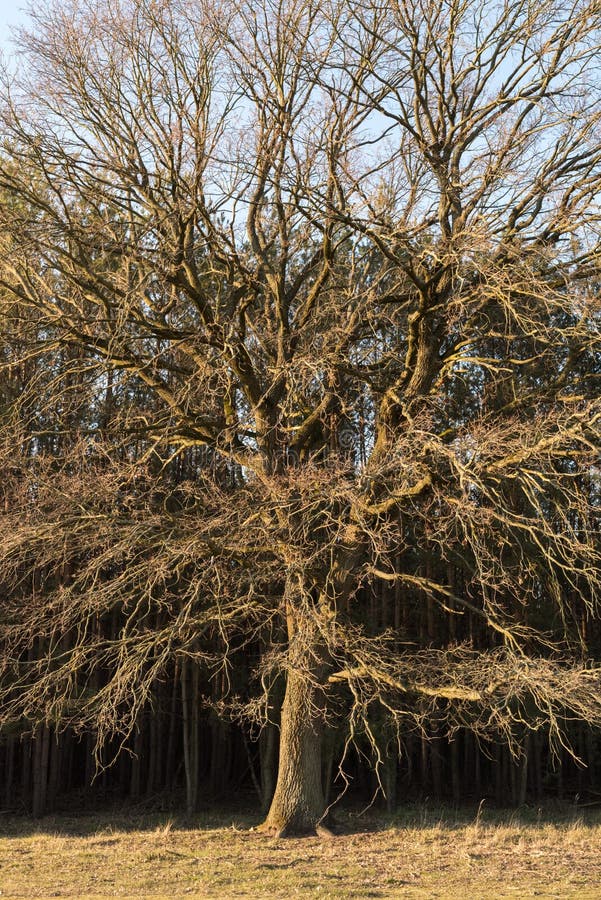 The Bald Tree at the Edge of the Field Next To a Hill Stock Photo ...